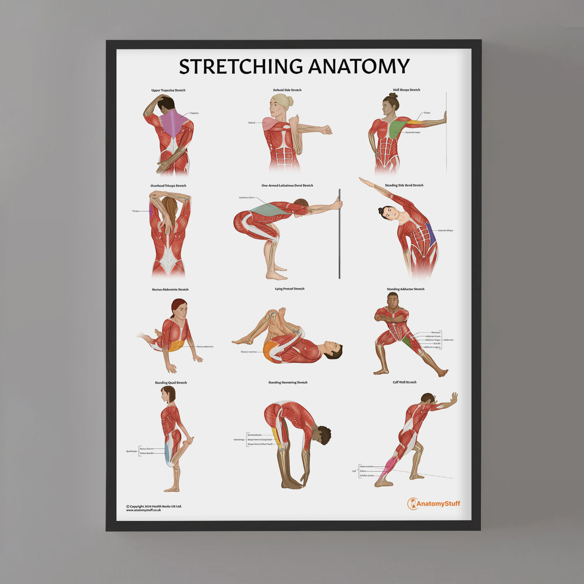 Stretching Anatomy Poster | Muscle Stretching Chart – AnatomyStuff