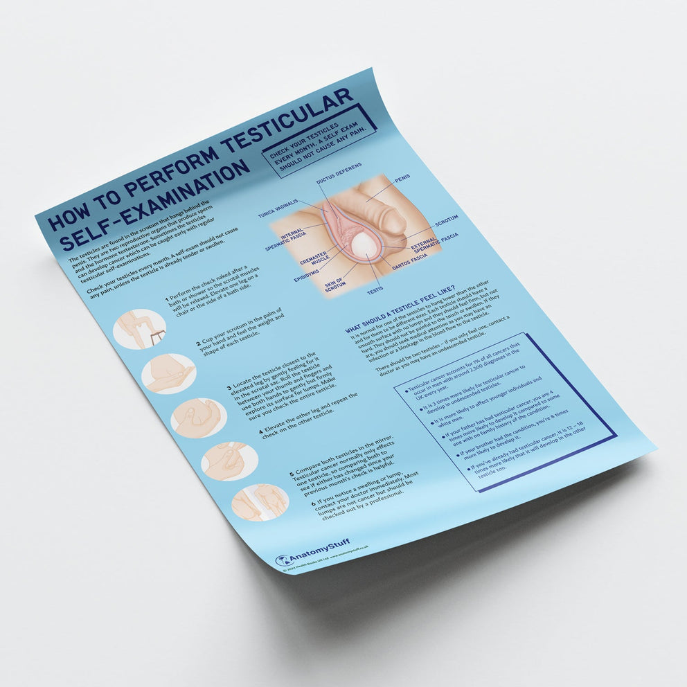 Testicular Self Examination Poster | TSE Chart for Cancer Awareness ...