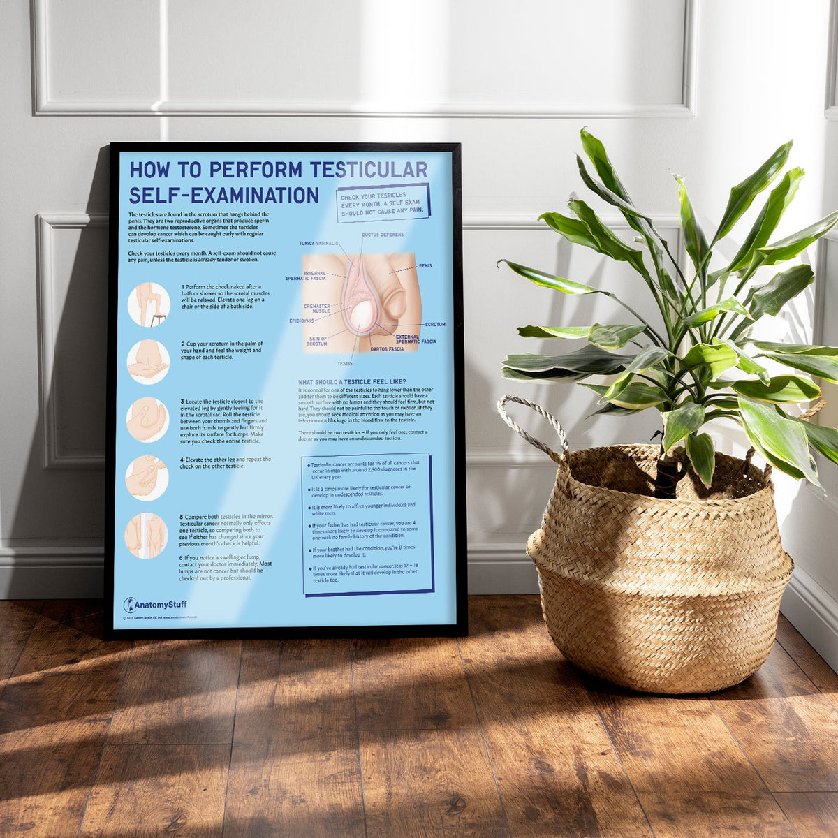 Testicular Self Examination Poster | TSE Chart for Cancer Awareness ...