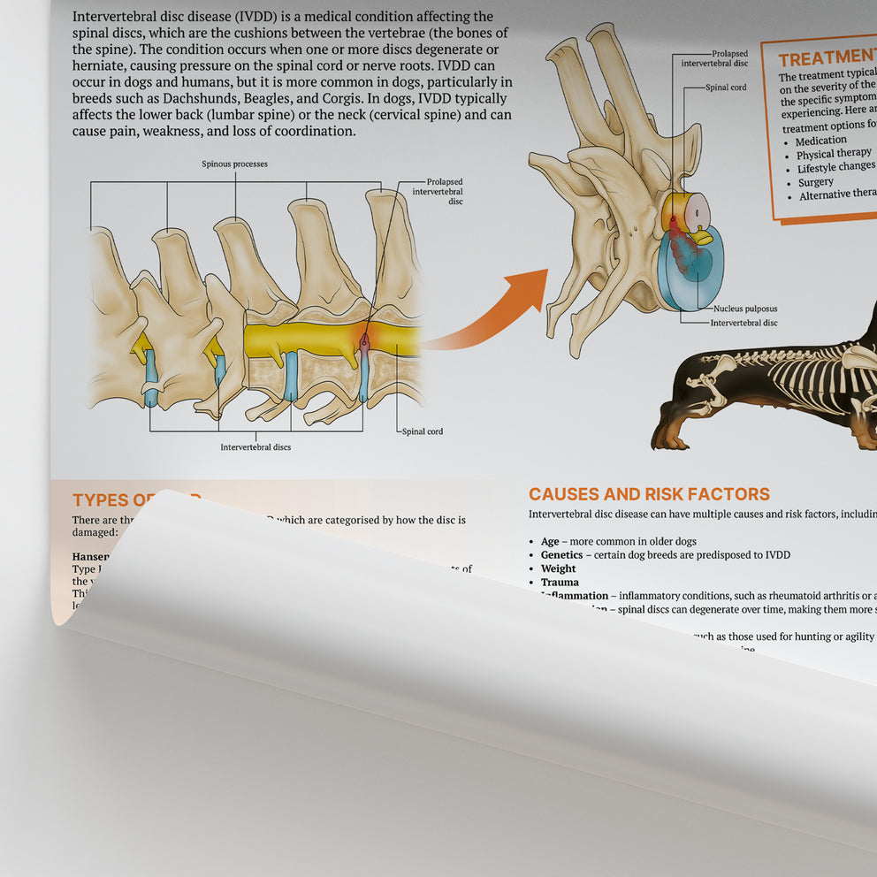 Anatomy of Canine Intervertebral Disc Disease Poster | Vet Education ...