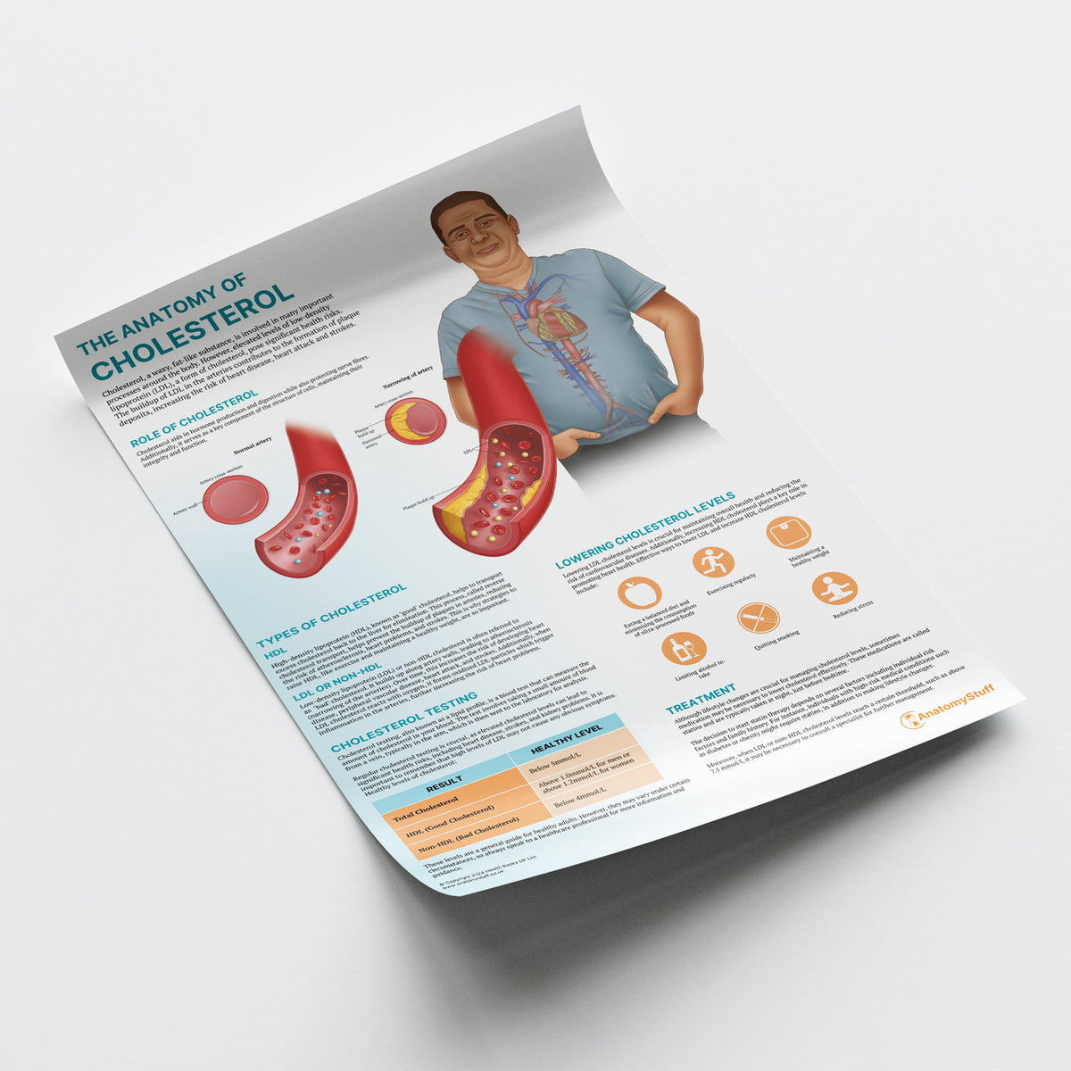Cholesterol Anatomy Poster | Heart Health & LDL vs HDL Chart – AnatomyStuff