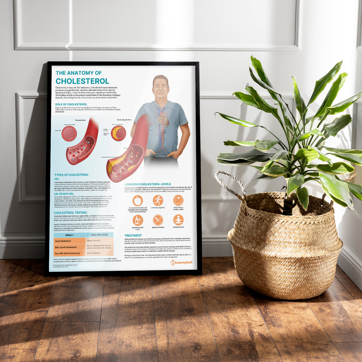 Cholesterol Anatomy Poster | Heart Health & LDL vs HDL Chart – AnatomyStuff