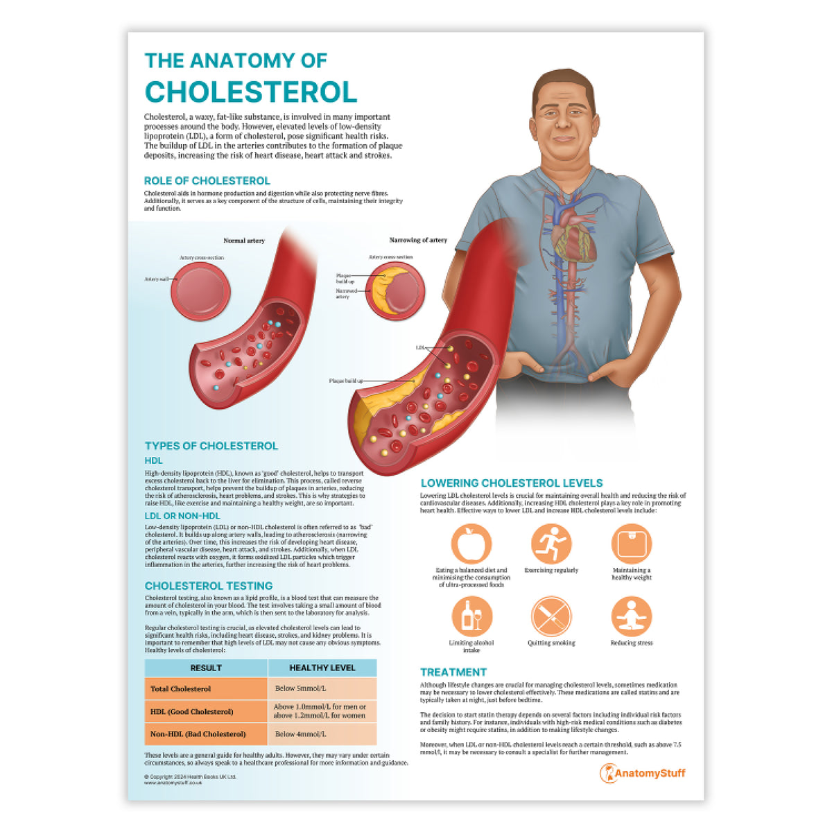 Cholesterol Anatomy Poster | Heart Health & LDL vs HDL Chart – AnatomyStuff