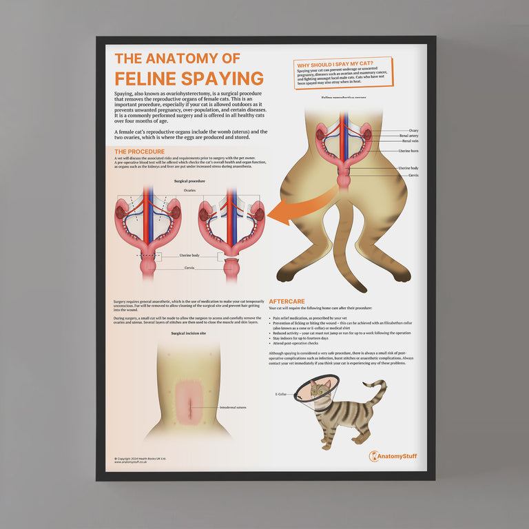 Anatomy of Feline Spaying Poster | Veterinary Education Chart ...