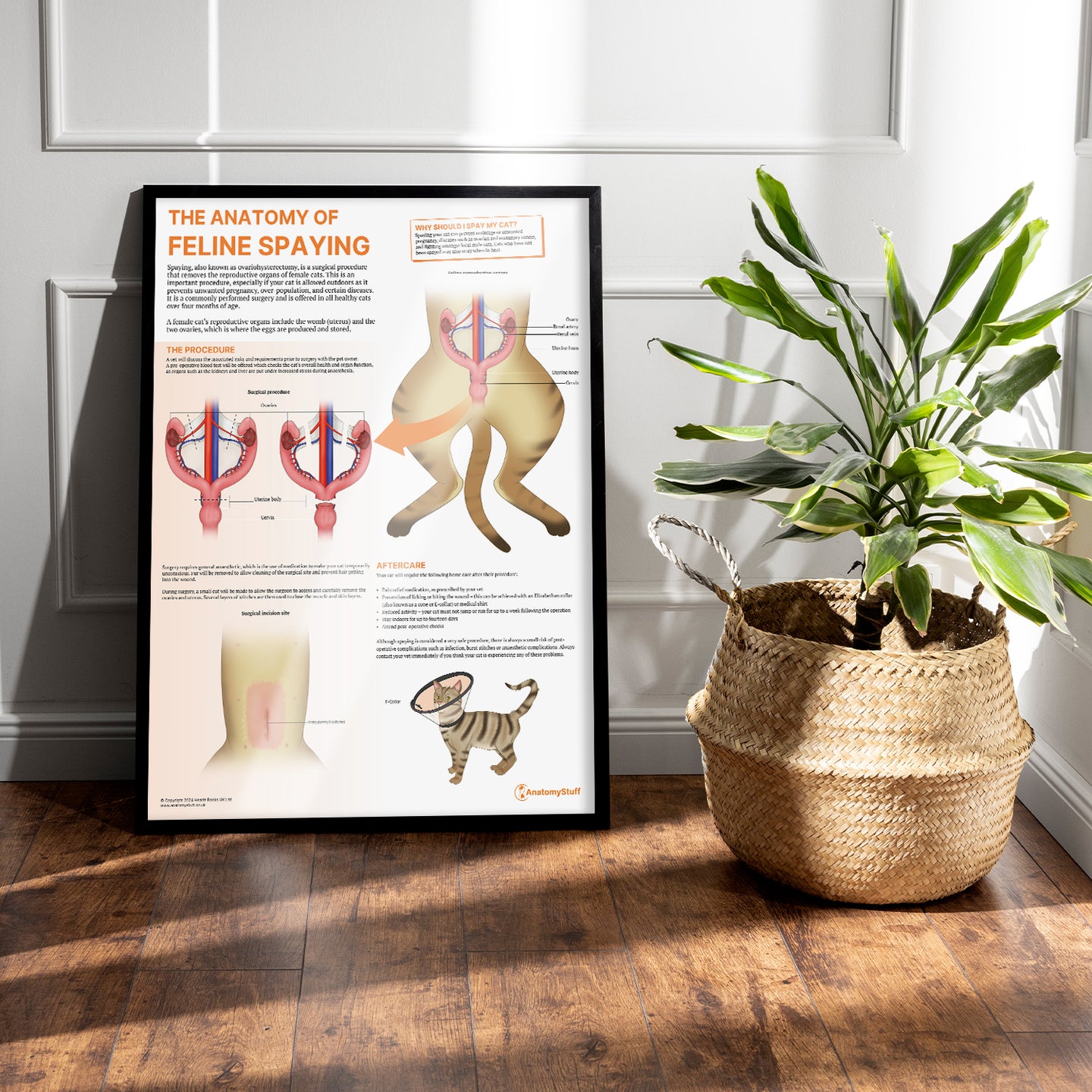 Anatomy of Feline Spaying Poster | Veterinary Education Chart ...