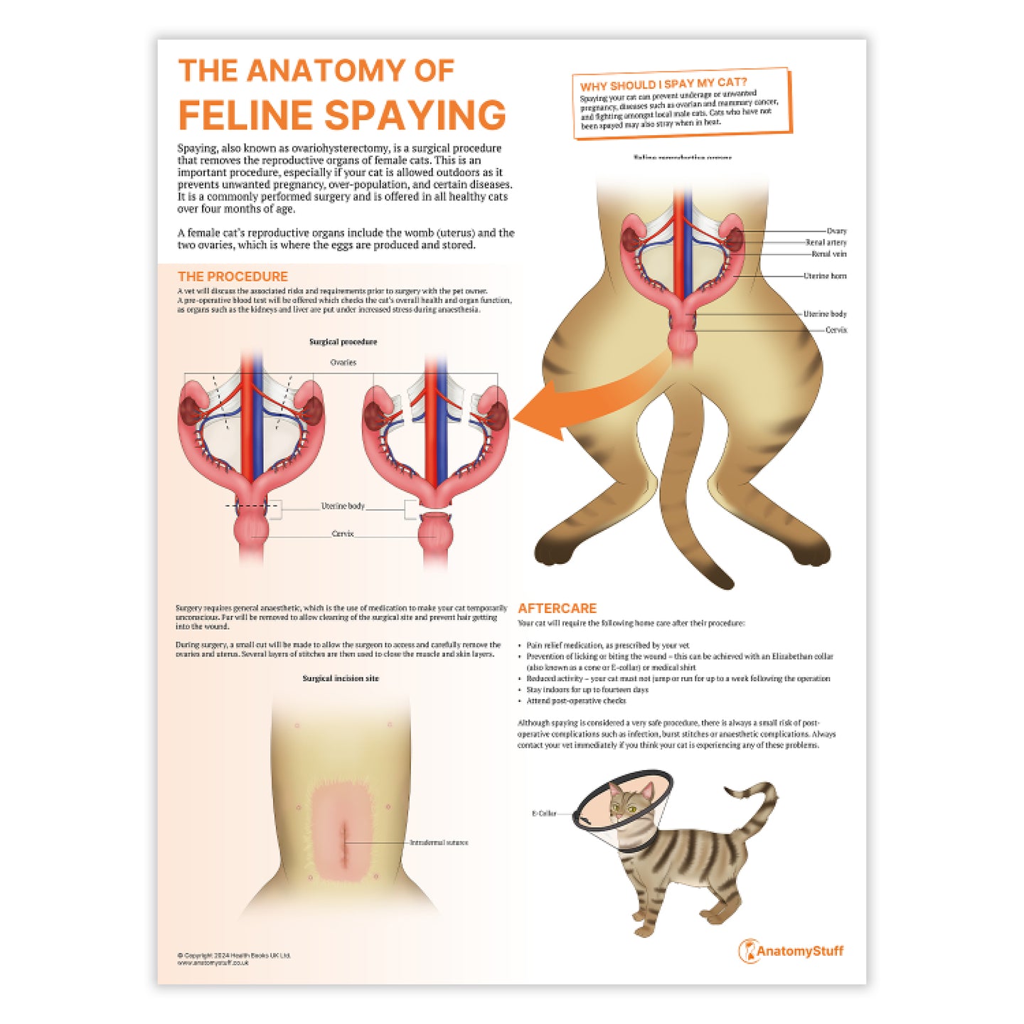 Anatomy of Feline Spaying Poster | Veterinary Education Chart ...
