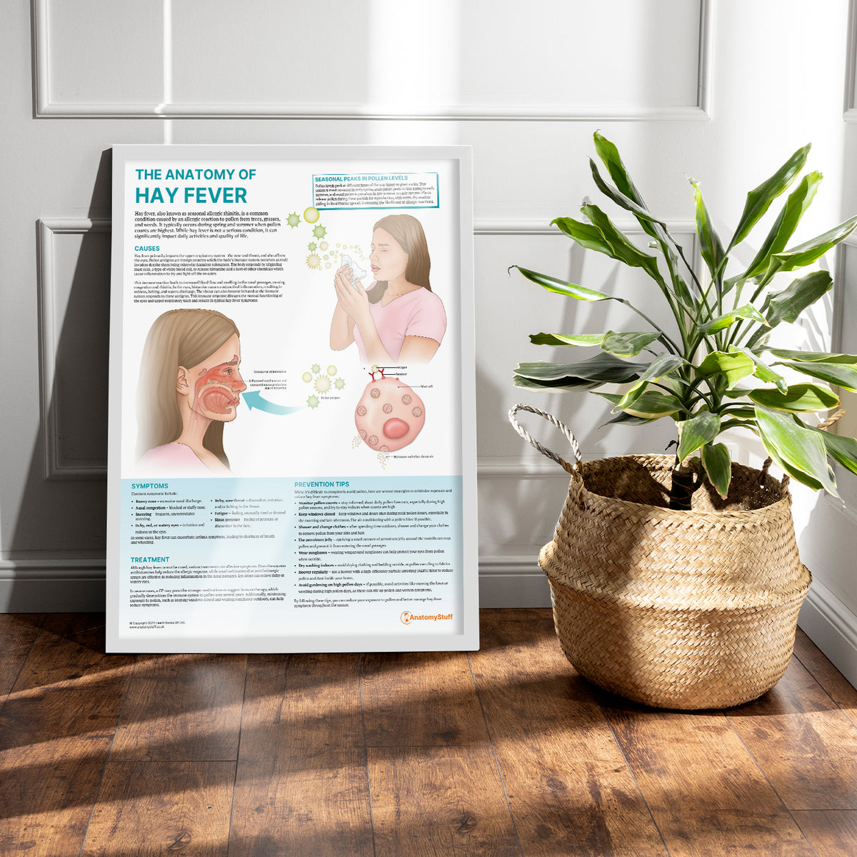 Hay Fever Anatomy Poster | Seasonal Allergy Chart | AnatomyStuff