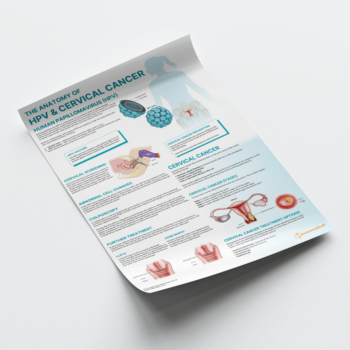 Anatomy of HPV & Cervical Cancer Poster | Female Reproductive Chart ...