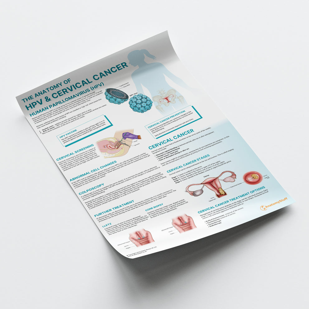 Anatomy of HPV & Cervical Cancer Poster | Female Reproductive Chart ...