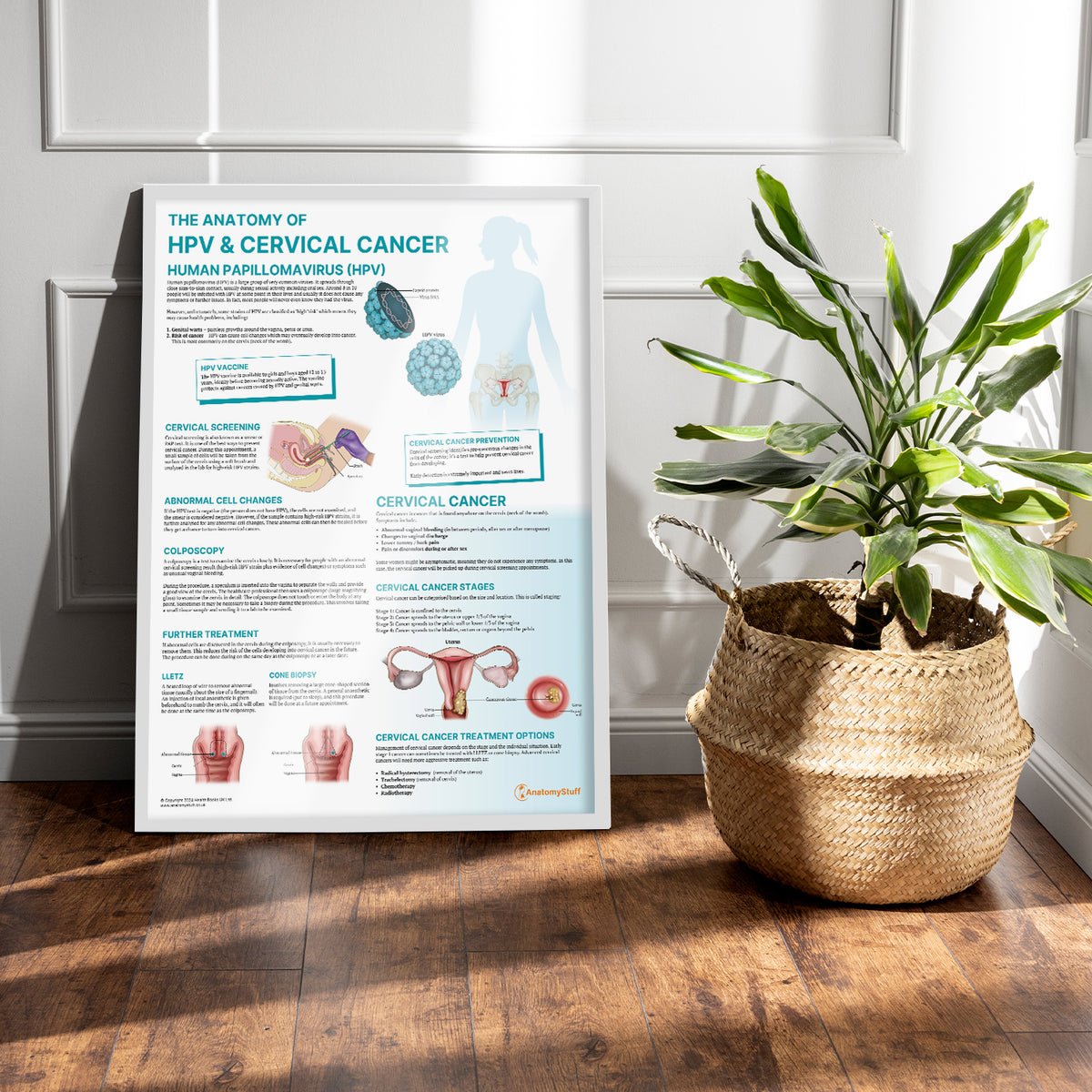 Anatomy of HPV & Cervical Cancer Poster | Female Reproductive Chart ...