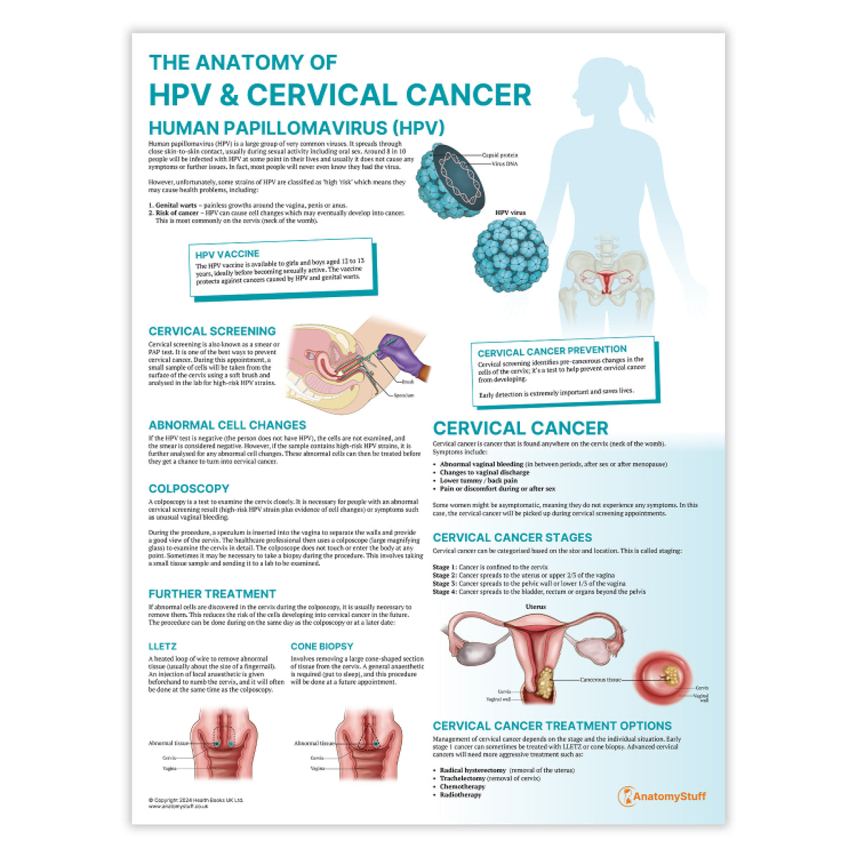 Anatomy of HPV & Cervical Cancer Poster | Female Reproductive Chart ...