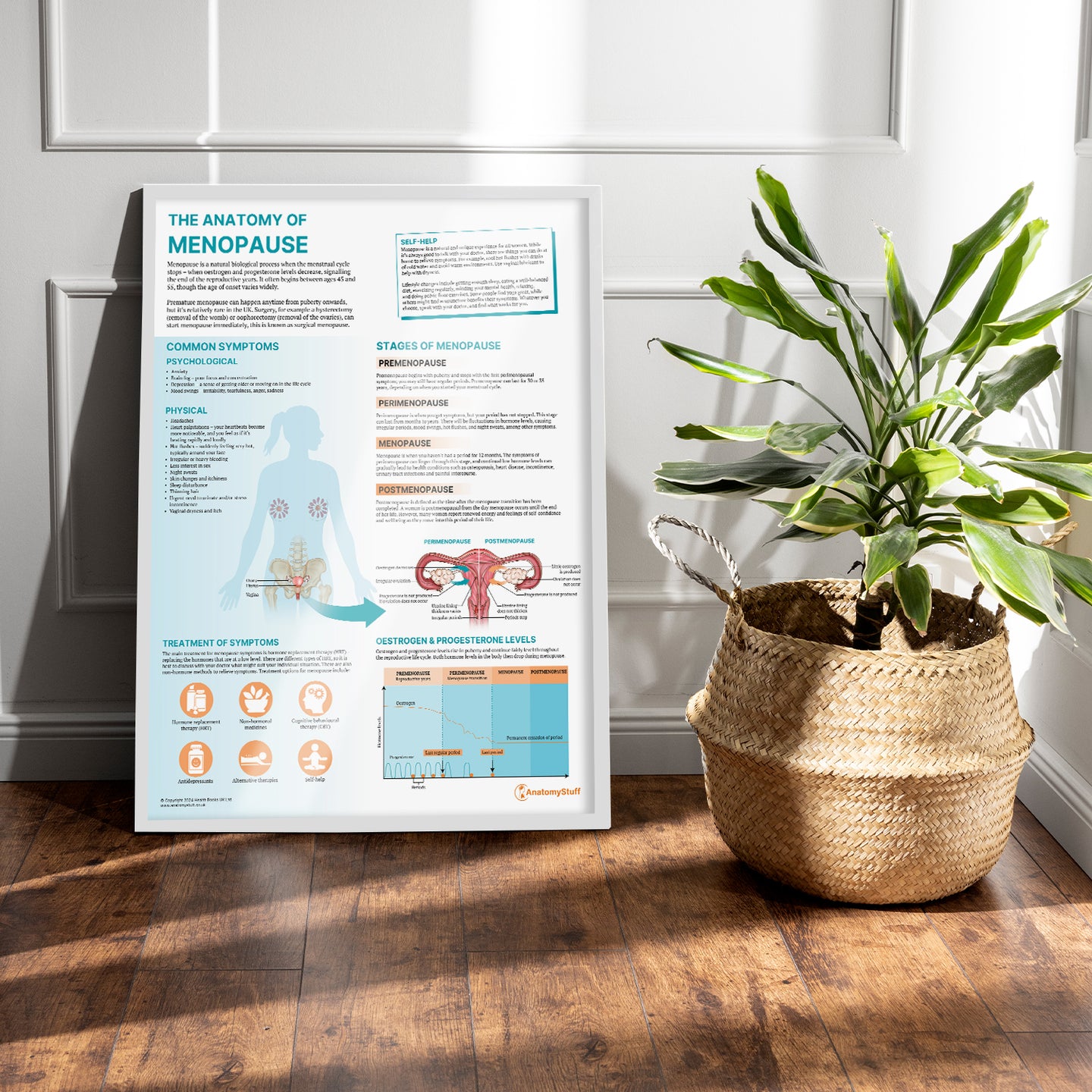 The Anatomy of Menopause Poster | Women's Health Education – AnatomyStuff