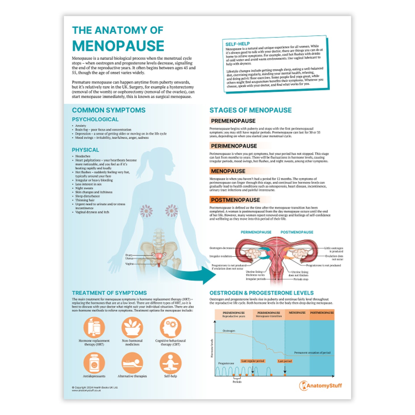 The Anatomy of Menopause Poster | Women's Health Education – AnatomyStuff