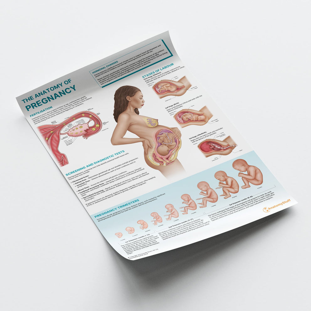 The Anatomy of Pregnancy Chart / Poster | AnatomyStuff