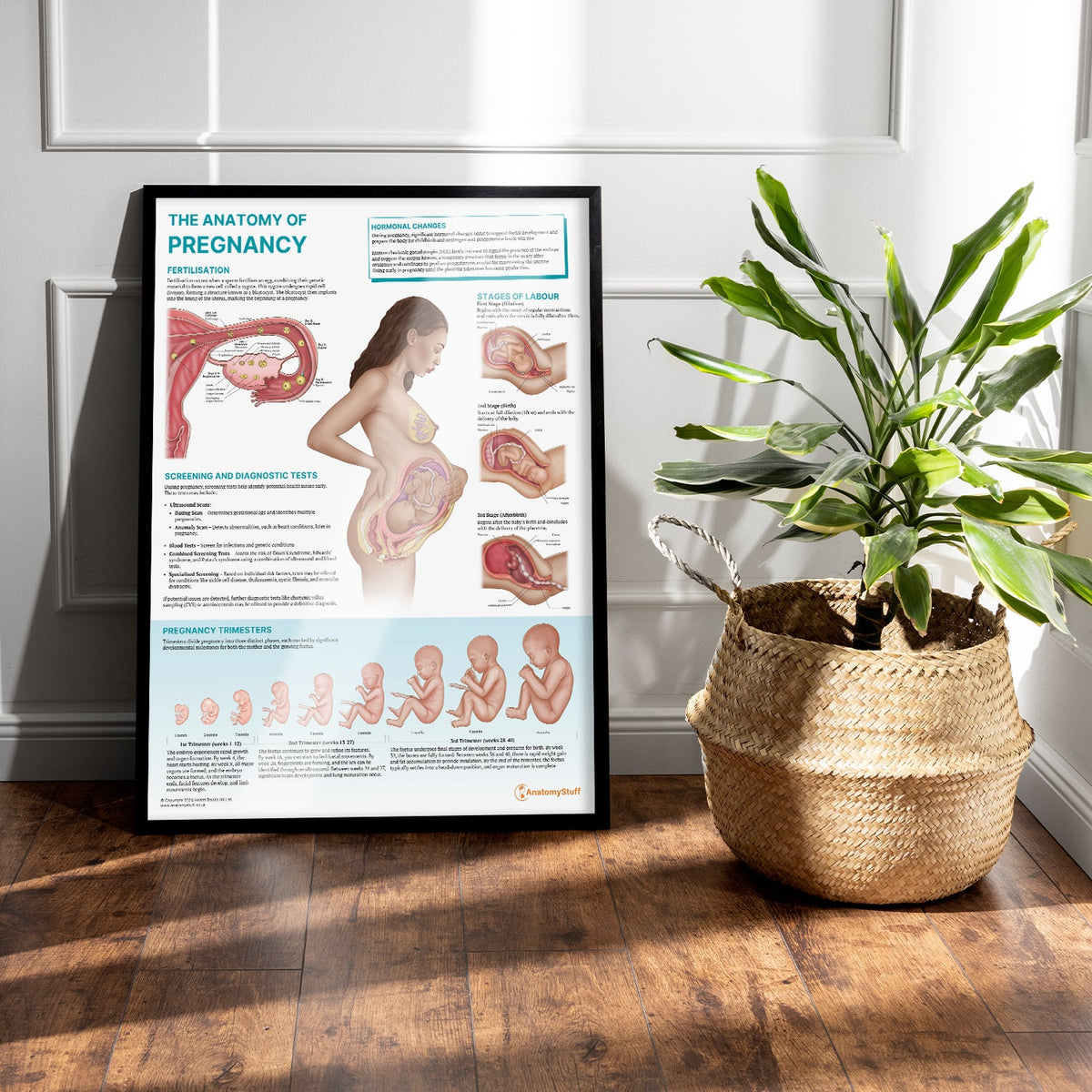 The Anatomy of Pregnancy Chart / Poster | AnatomyStuff