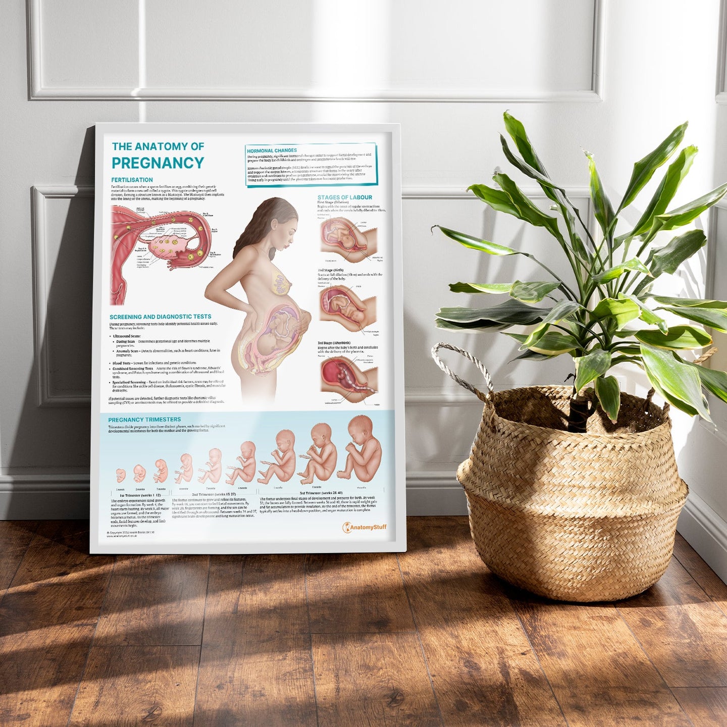 The Anatomy of Pregnancy Chart / Poster | AnatomyStuff