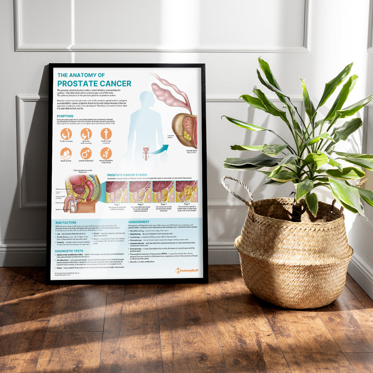 The Anatomy of Prostate Cancer Poster | Male Health Education Chart ...