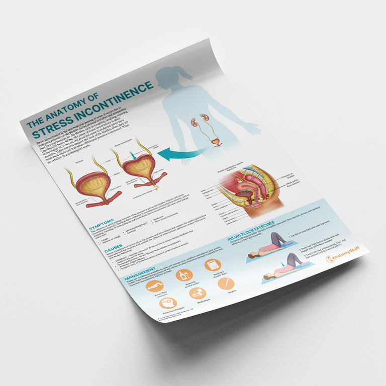 Anatomy of Stress Incontinence Chart | Urology Poster | AnatomyStuff