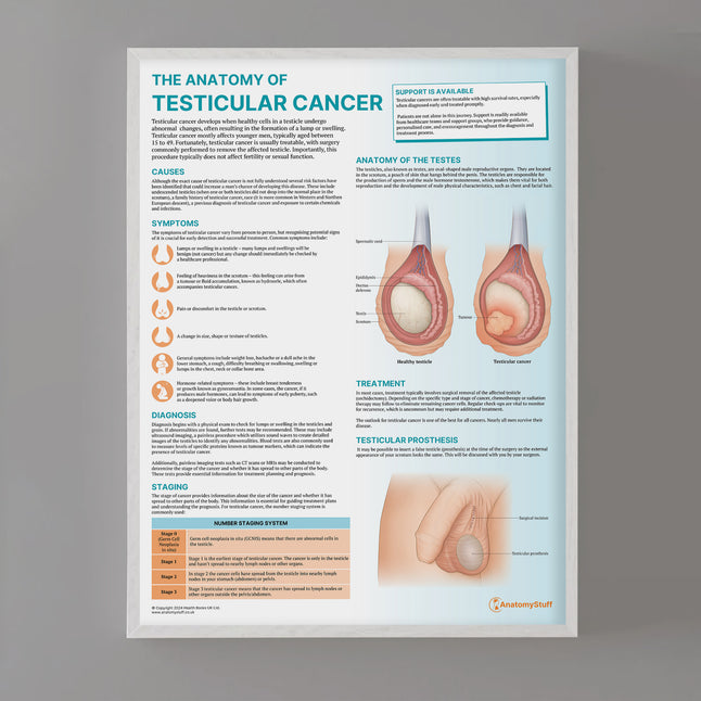 Breast & Testicle Health Posters – AnatomyStuff