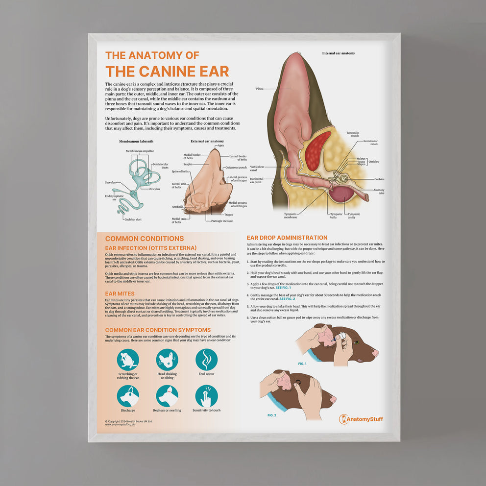 Canine Ear Anatomy Poster | Dog Ear Conditions Chart for Vets ...