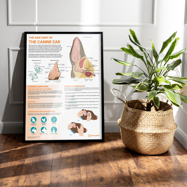 Canine Ear Anatomy Poster | Dog Ear Conditions Chart for Vets ...