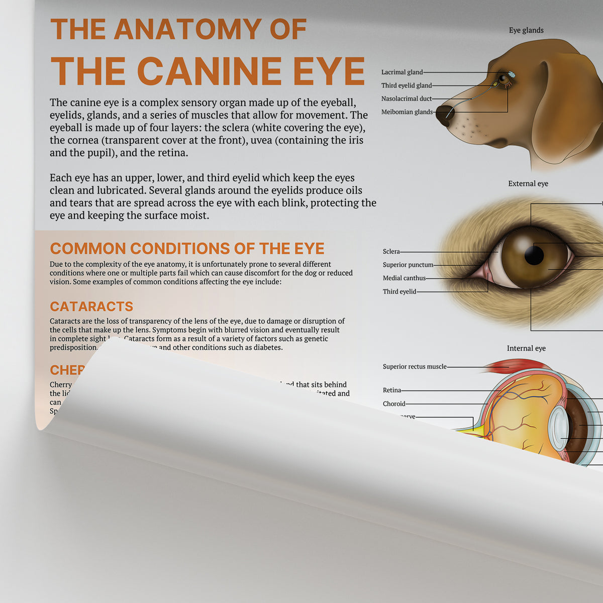 Anatomy of the Canine Eye Poster | Veterinary Eye Chart – AnatomyStuff