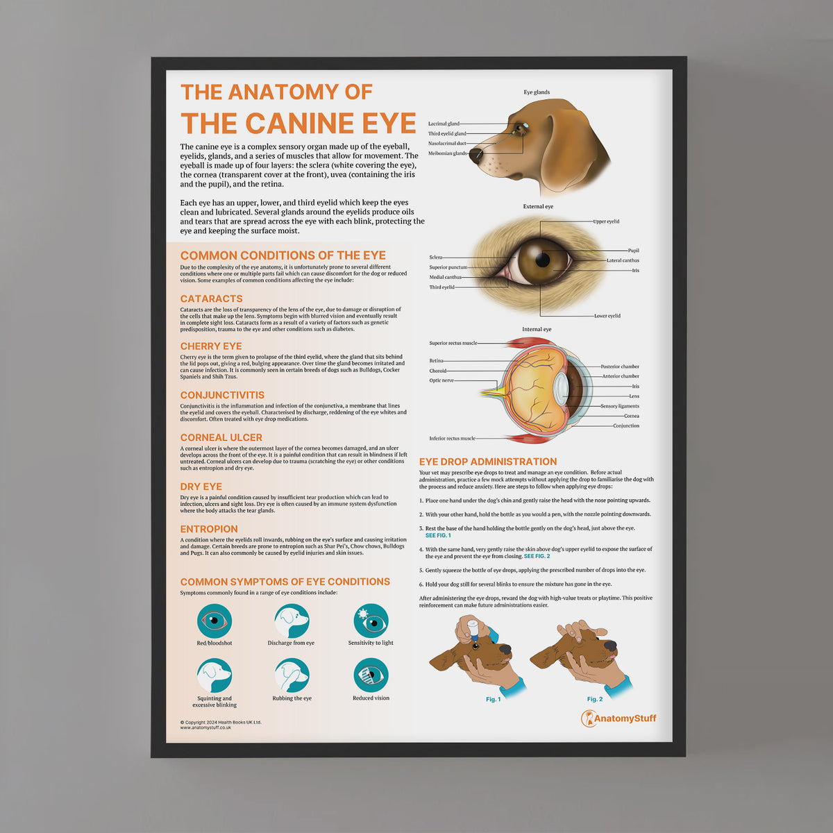 Anatomy of the Canine Eye Poster | Veterinary Eye Chart – AnatomyStuff