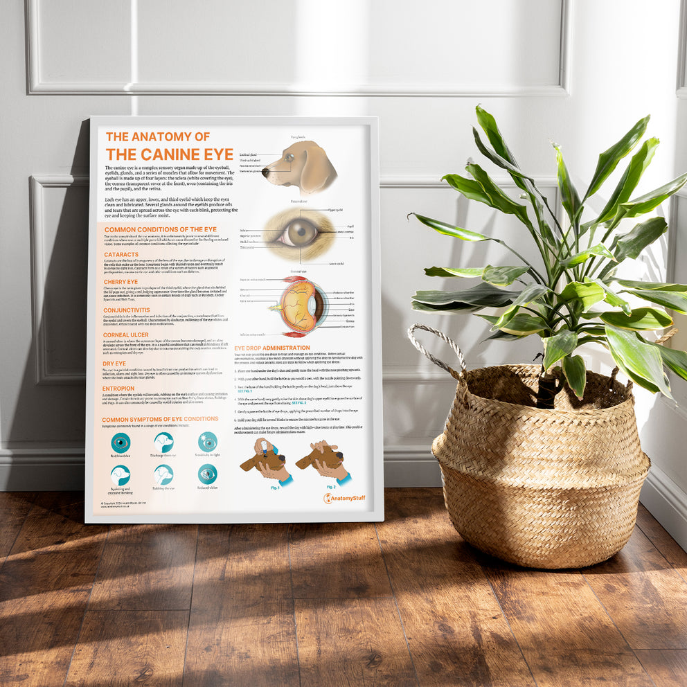 Anatomy of the Canine Eye Poster | Veterinary Eye Chart – AnatomyStuff