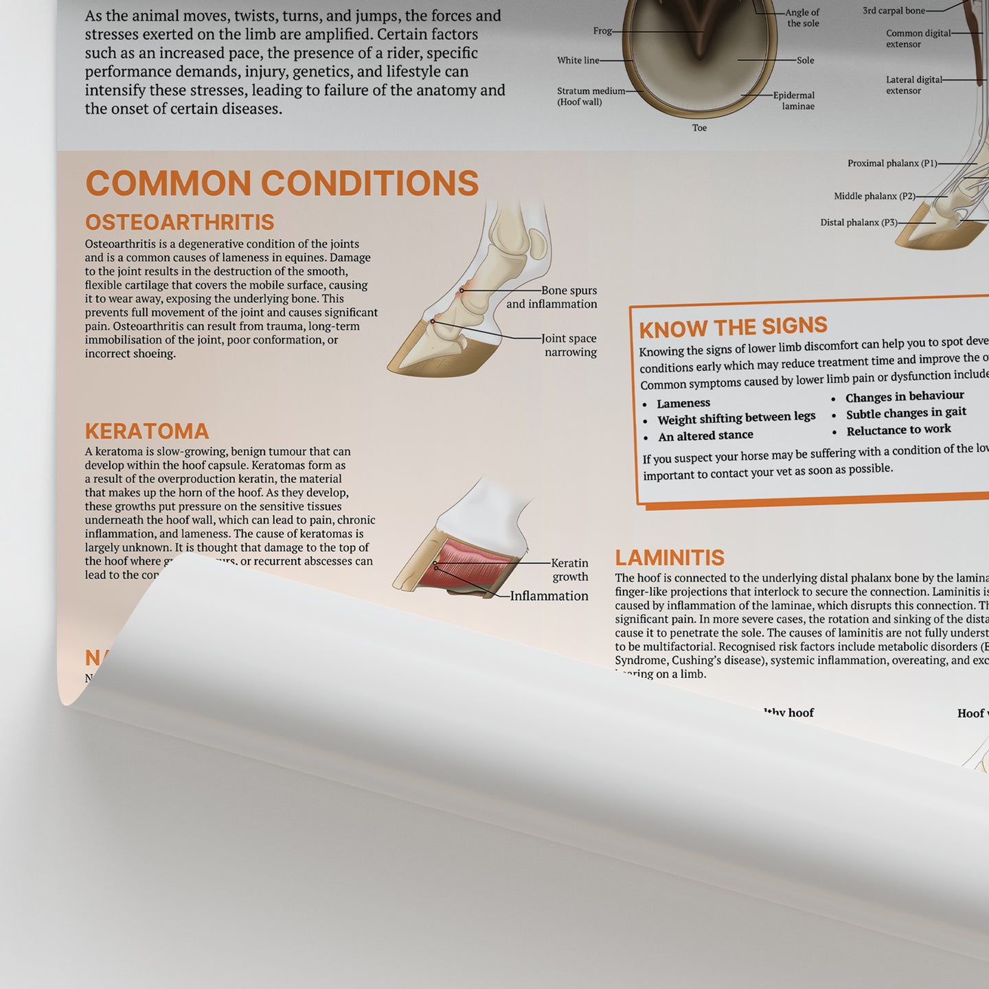 Anatomy of the Equine Lower Limb Chart | Conditions and Injuries Poster ...