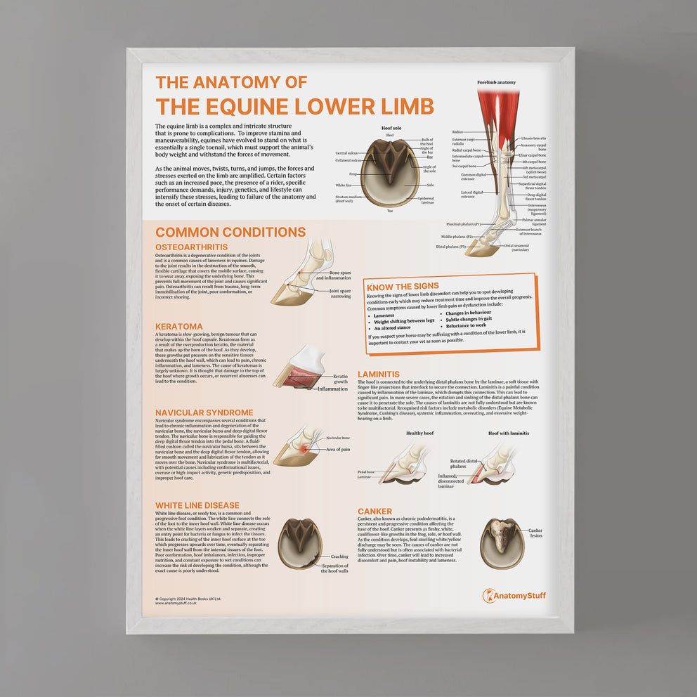 Anatomy of the Equine Lower Limb Chart | Conditions and Injuries Poster ...