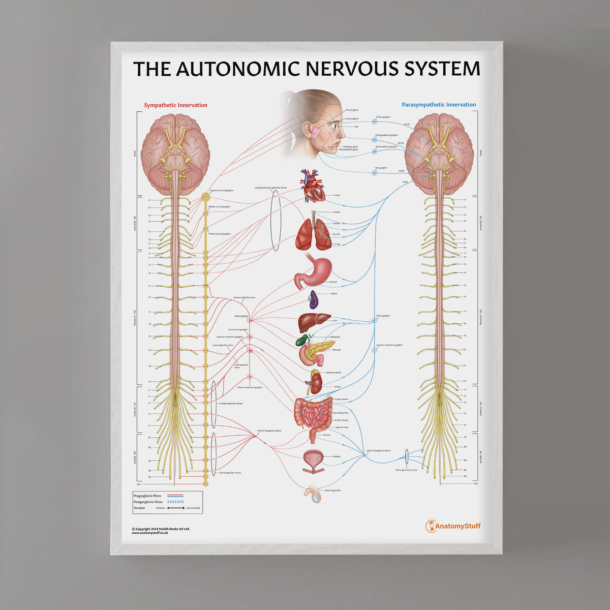 Autonomic Nervous System Poster | Sympathetic & Parasympathetic Chart ...