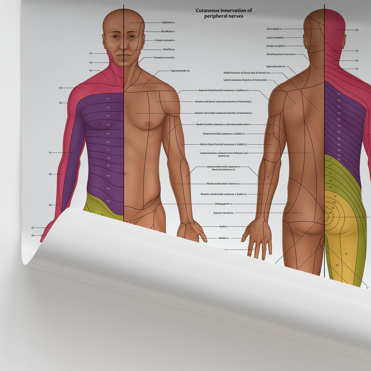 Dermatomes Anatomy Chart | Cutaneous Innervation Poster | AnatomyStuff