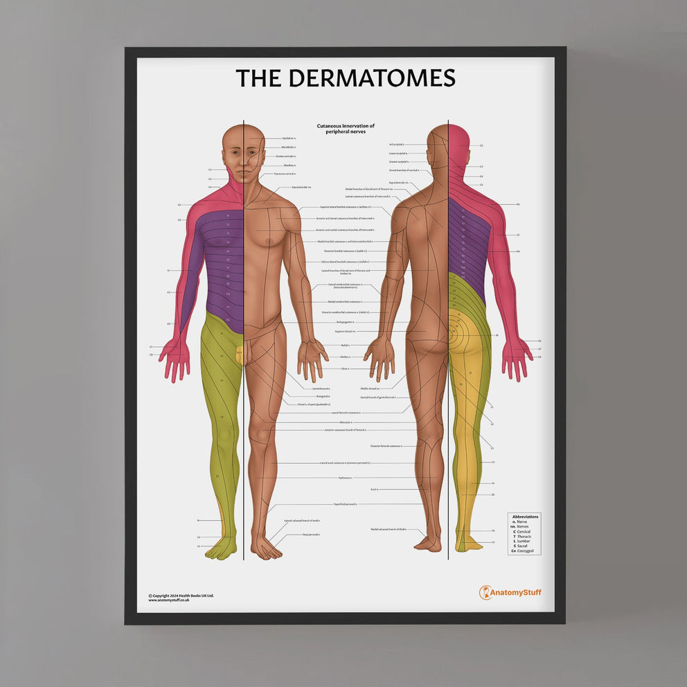 Dermatomes Anatomy Chart | Cutaneous Innervation Poster | AnatomyStuff