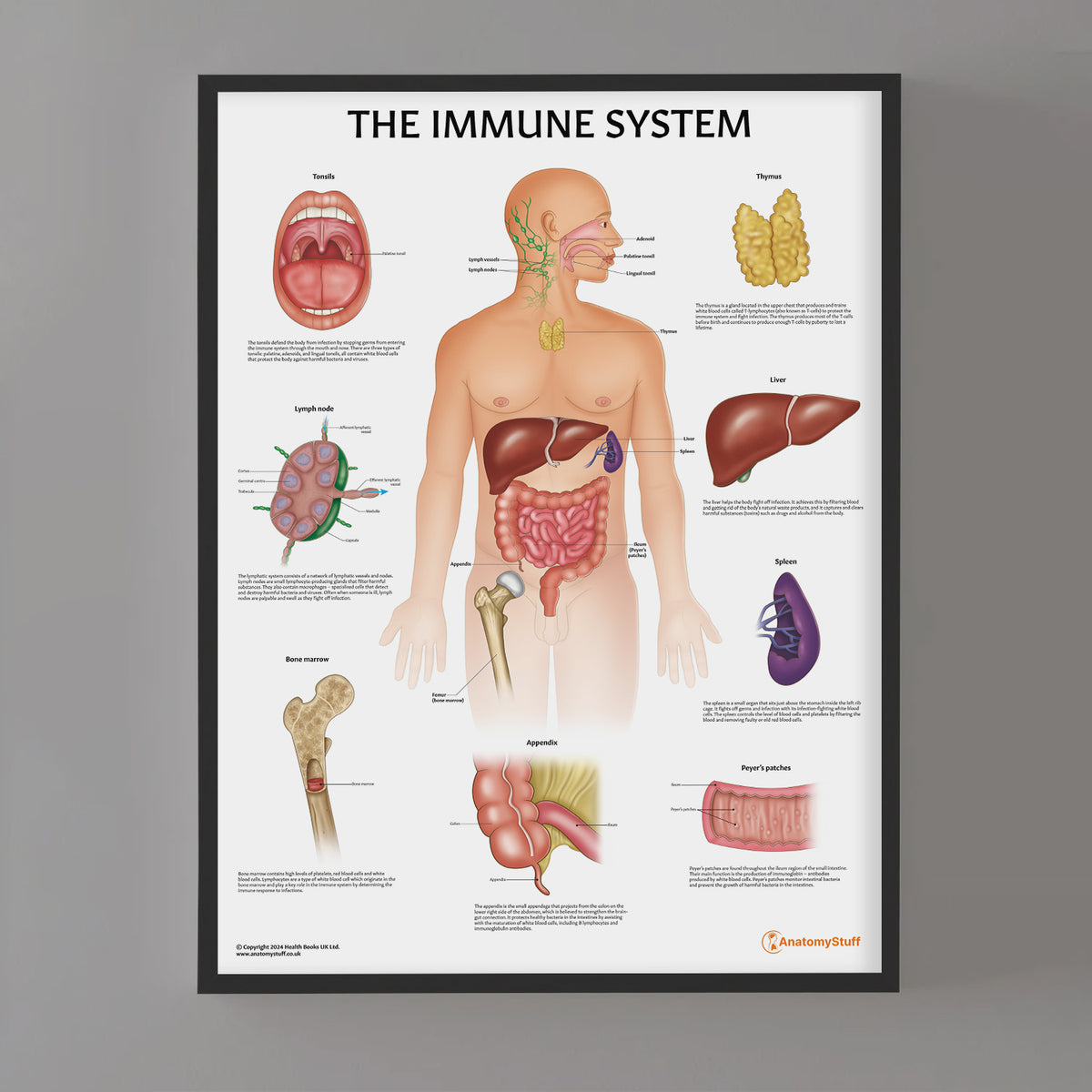 Immune System Anatomy Chart | Immune Organs Poster – AnatomyStuff