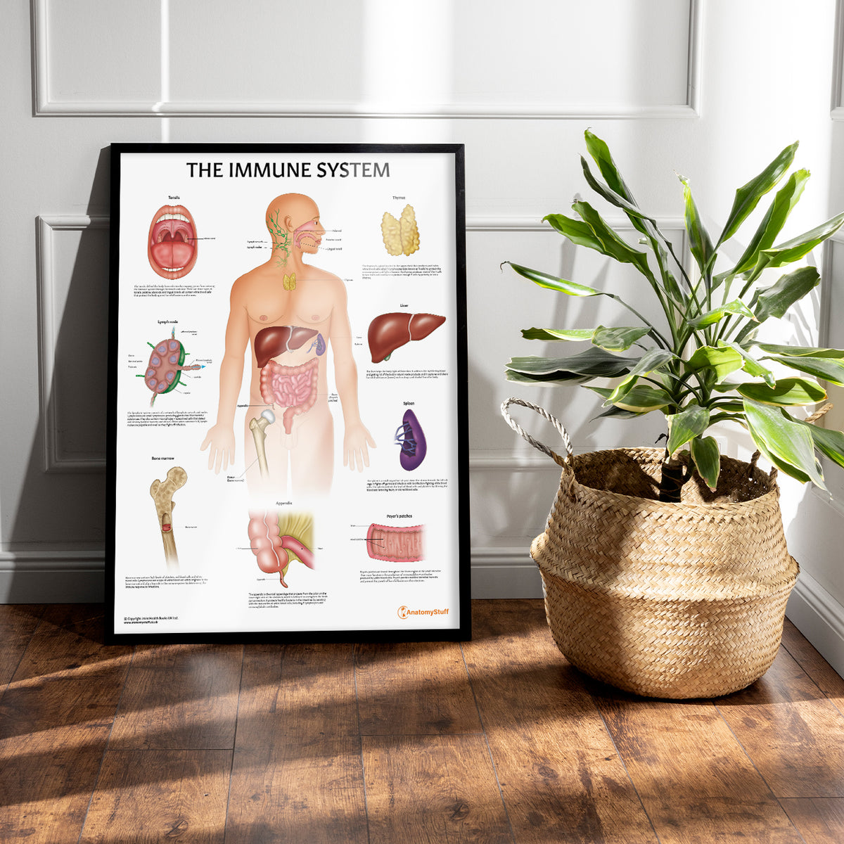 Immune System Anatomy Chart | Immune Organs Poster – AnatomyStuff