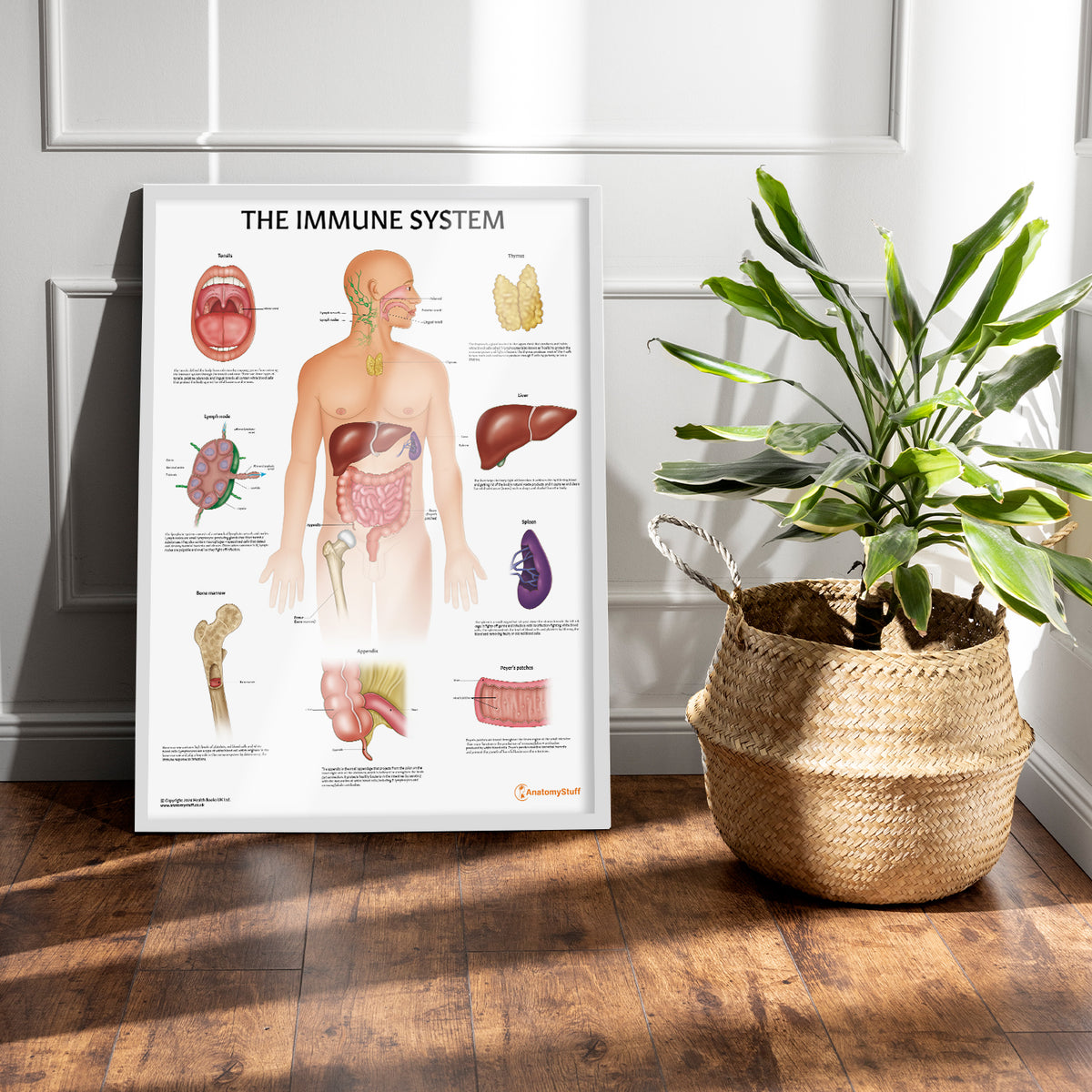 Immune System Anatomy Chart | Immune Organs Poster – AnatomyStuff