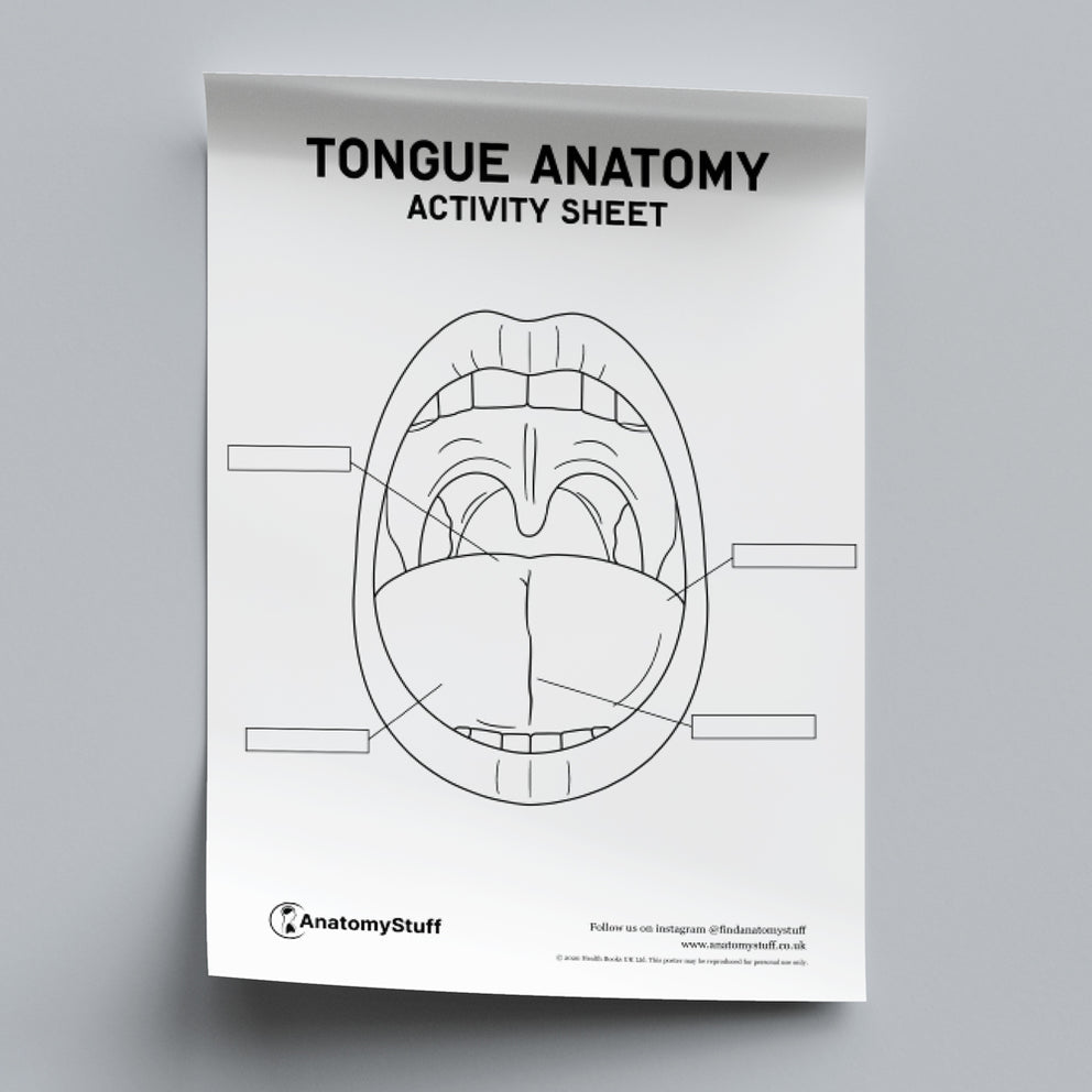 Tongue Anatomy Activity Sheet PDF | Oral Anatomy Resource – AnatomyStuff