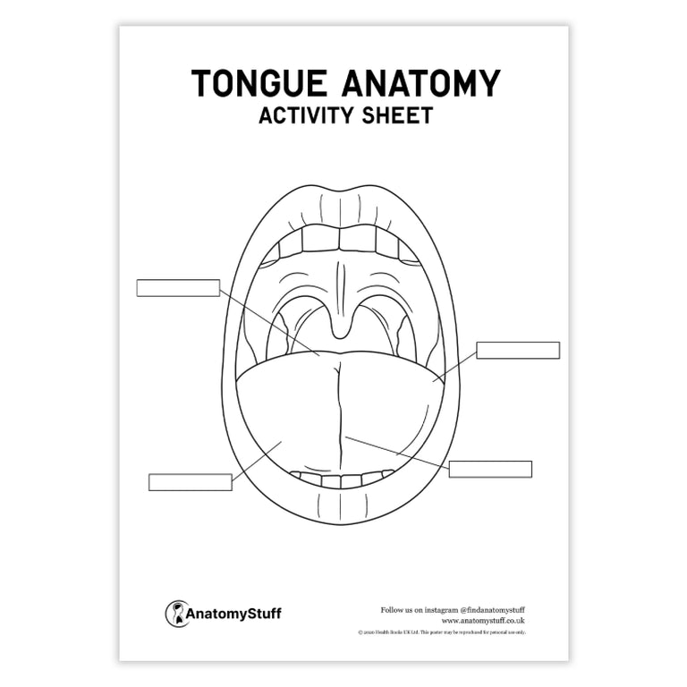 Tongue Anatomy Activity Sheet PDF | Oral Anatomy Resource – AnatomyStuff