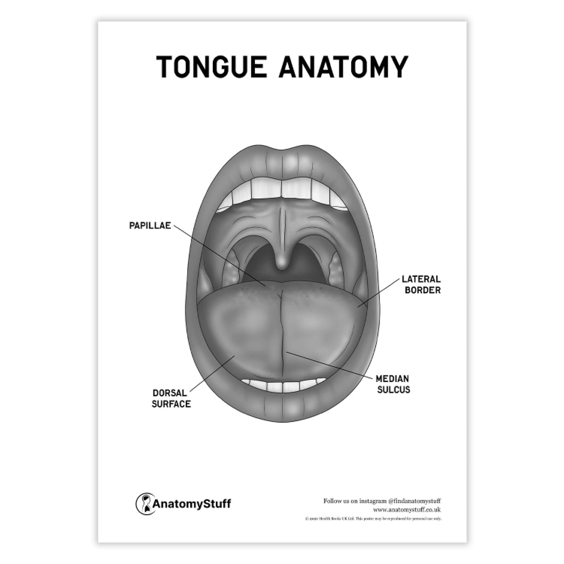 Tongue Anatomy Poster PDF | Oral Anatomy Study Resource – AnatomyStuff