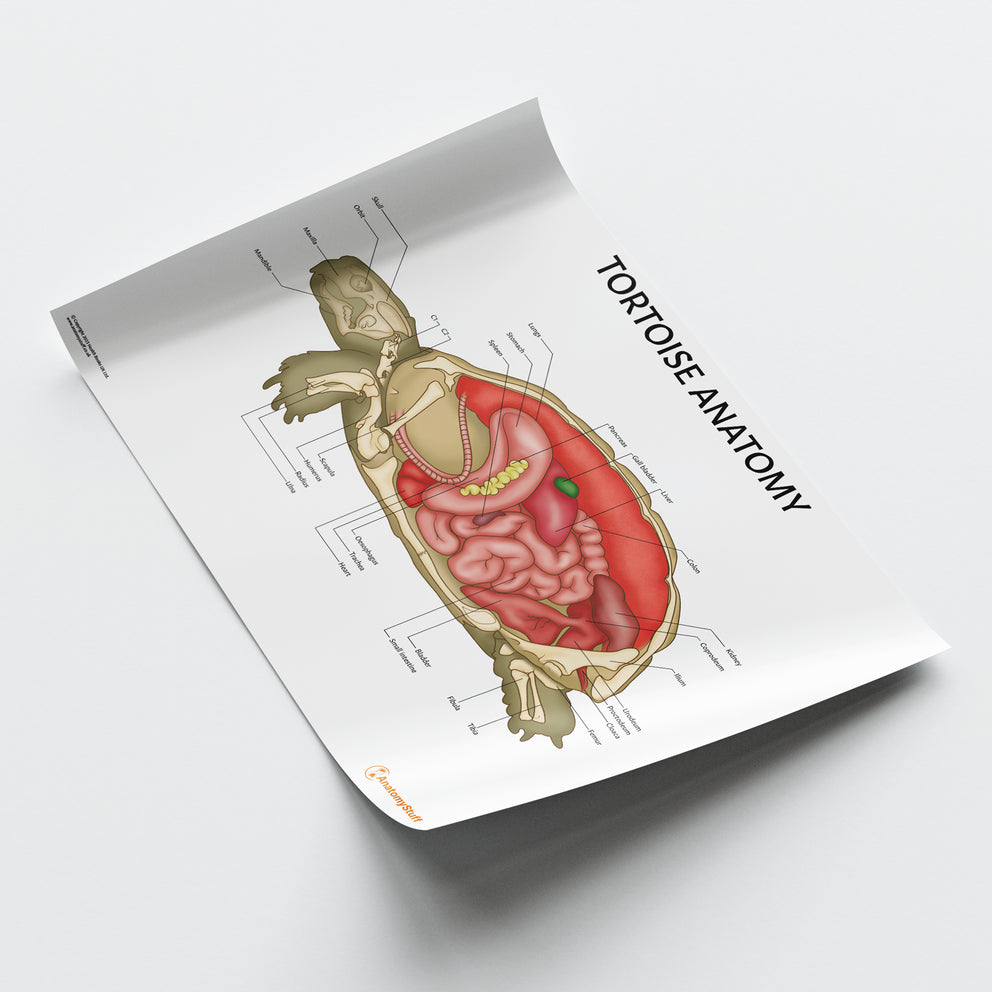 Tortoise Anatomy Poster | Educational Exotic Pet Wall Chart – AnatomyStuff