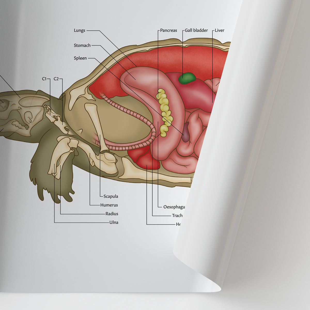 Tortoise Anatomy Poster | Educational Exotic Pet Wall Chart – AnatomyStuff