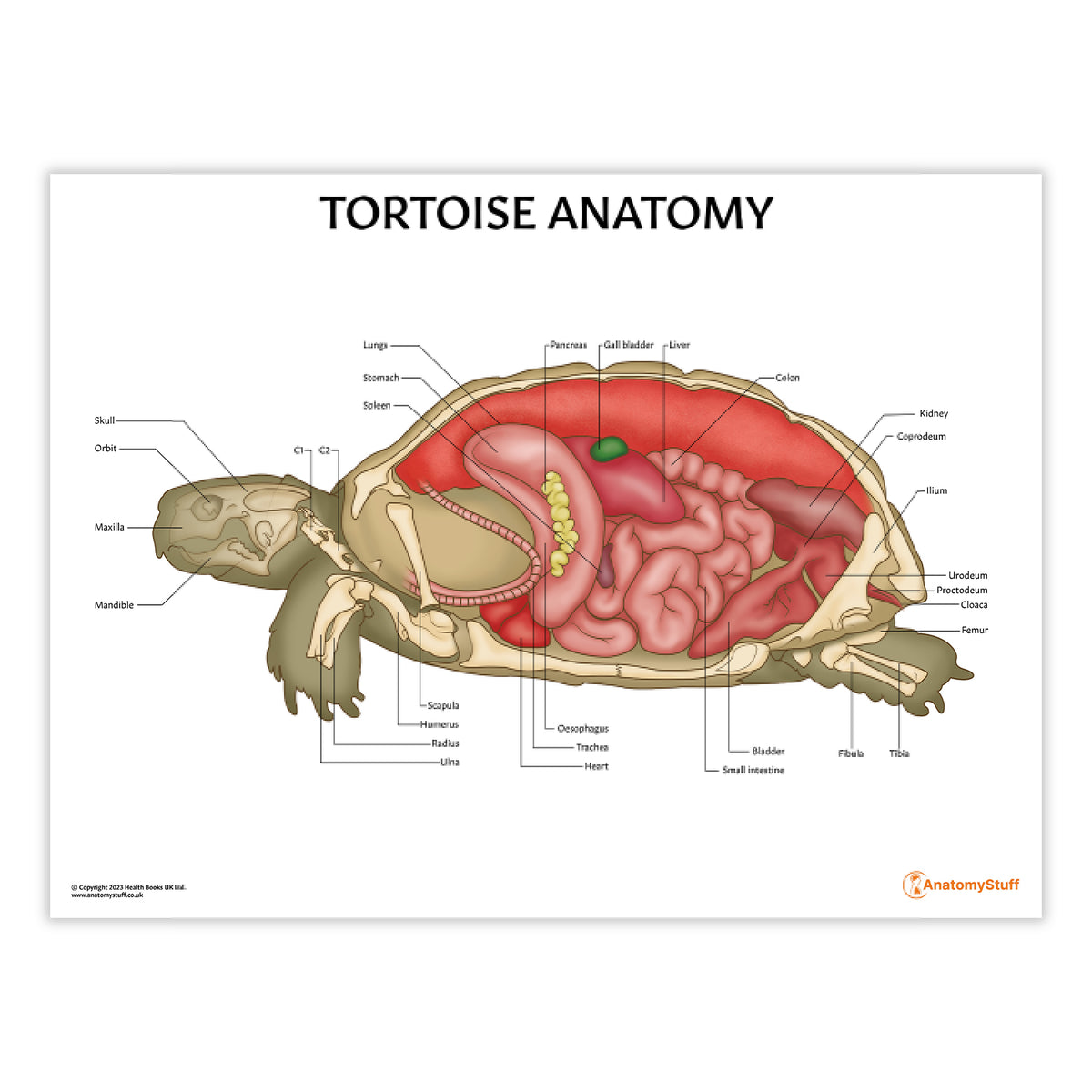 Tortoise Anatomy Poster | Educational Exotic Pet Wall Chart – AnatomyStuff