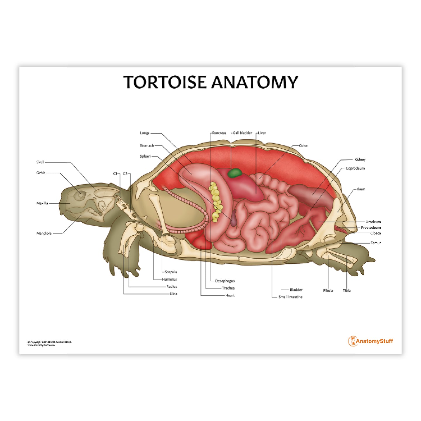 Tortoise Anatomy Poster | Educational Exotic Pet Wall Chart – AnatomyStuff
