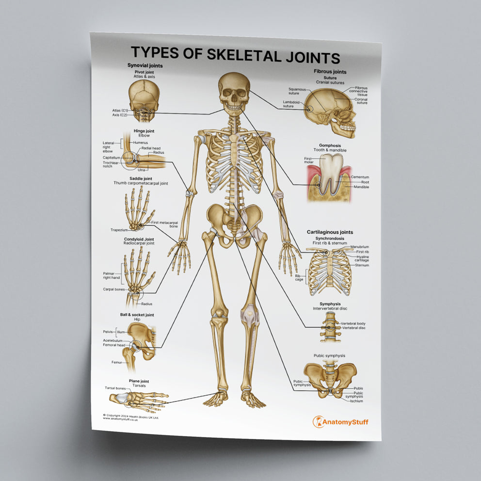 Human Skeletal Joint Types PDF | Anatomy Download Guide – AnatomyStuff