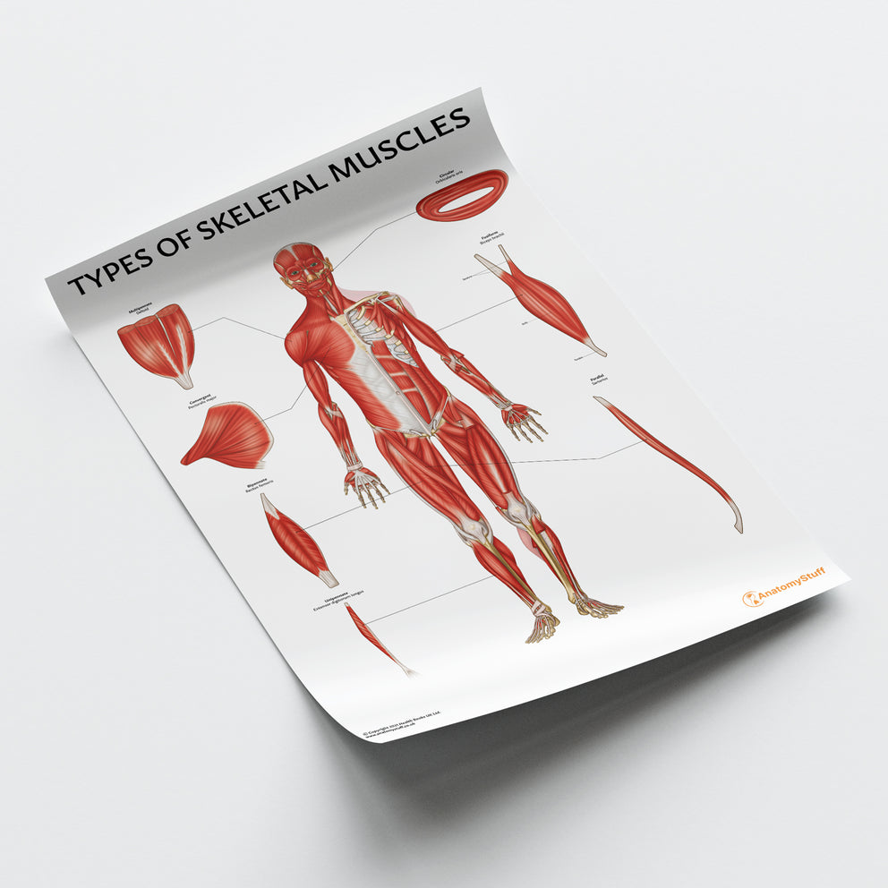 Skeletal Muscle Types Chart | Poster of Muscle Anatomy & Structure ...