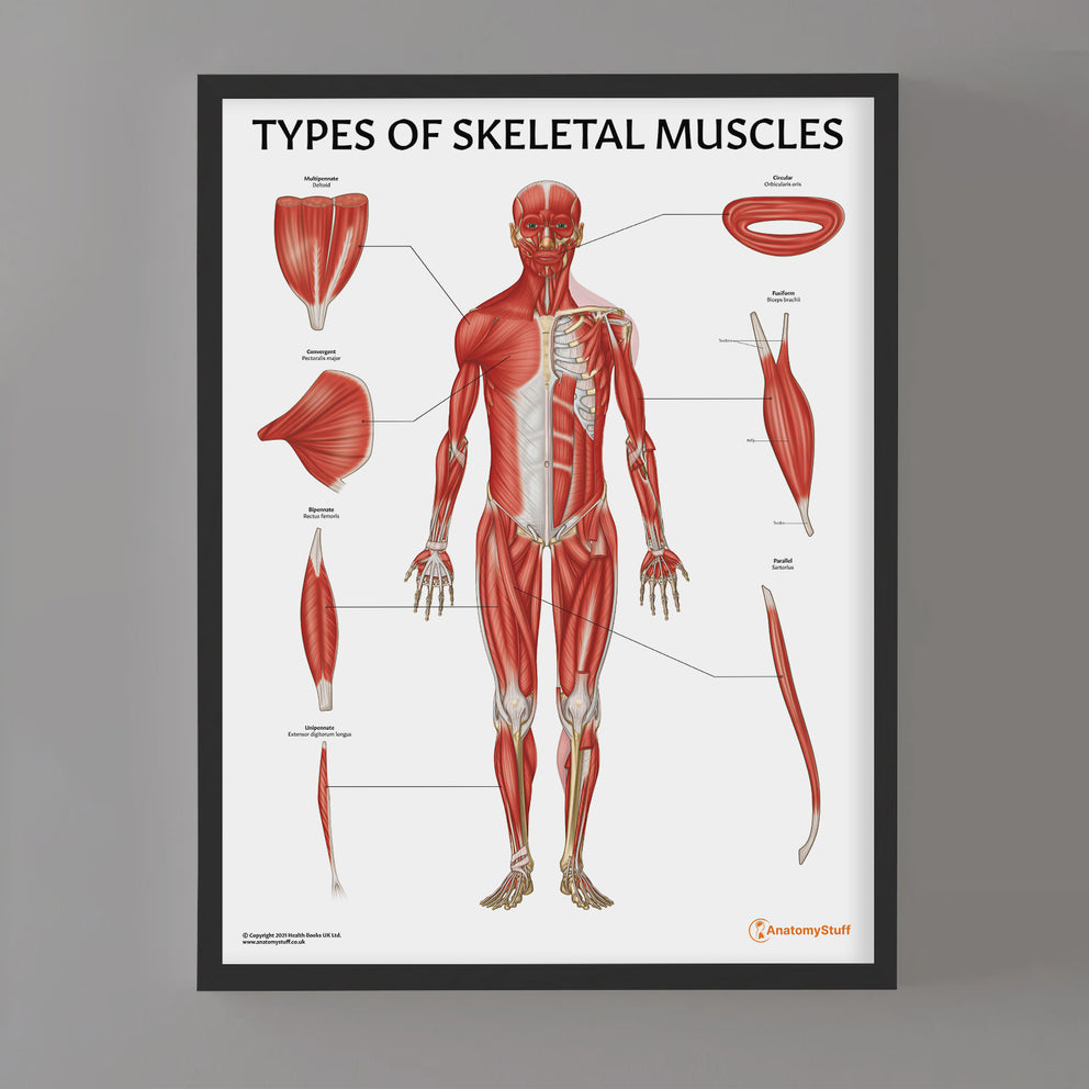 Skeletal Muscle Types Chart | Poster of Muscle Anatomy & Structure ...