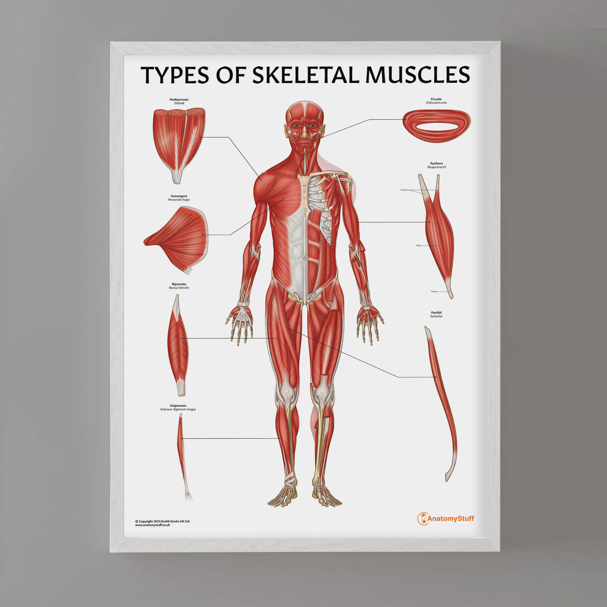 Skeletal Muscle Types Chart | Poster of Muscle Anatomy & Structure ...