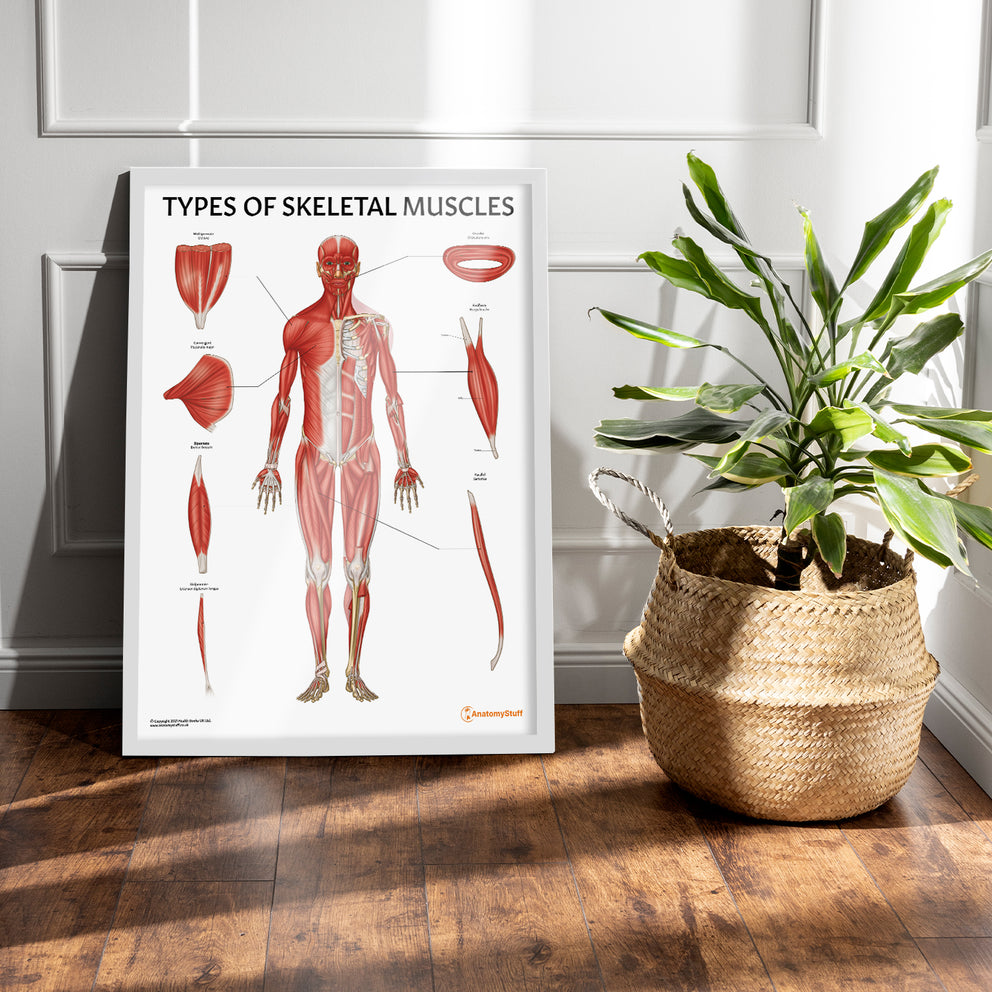 Skeletal Muscle Types Chart | Poster of Muscle Anatomy & Structure ...