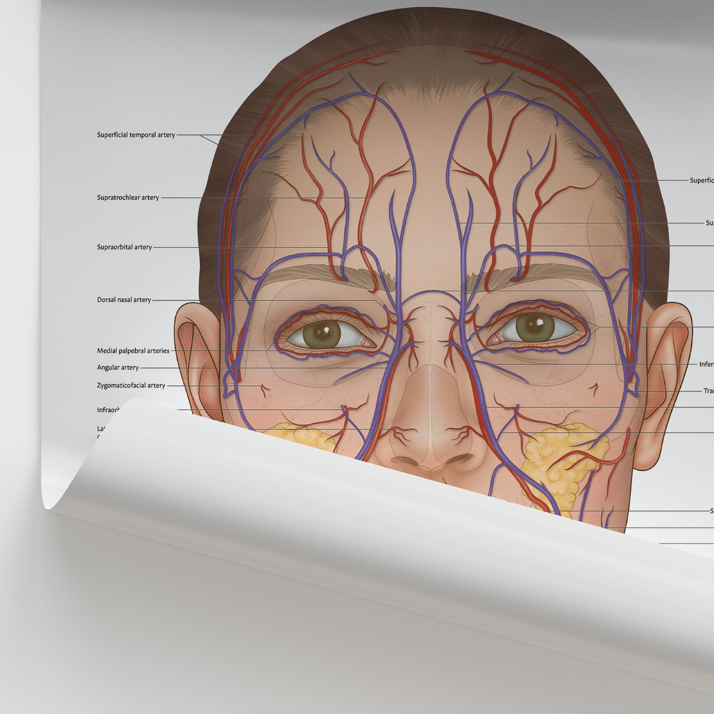 Facial Vascular System Poster | Anatomy of the Face Chart – AnatomyStuff