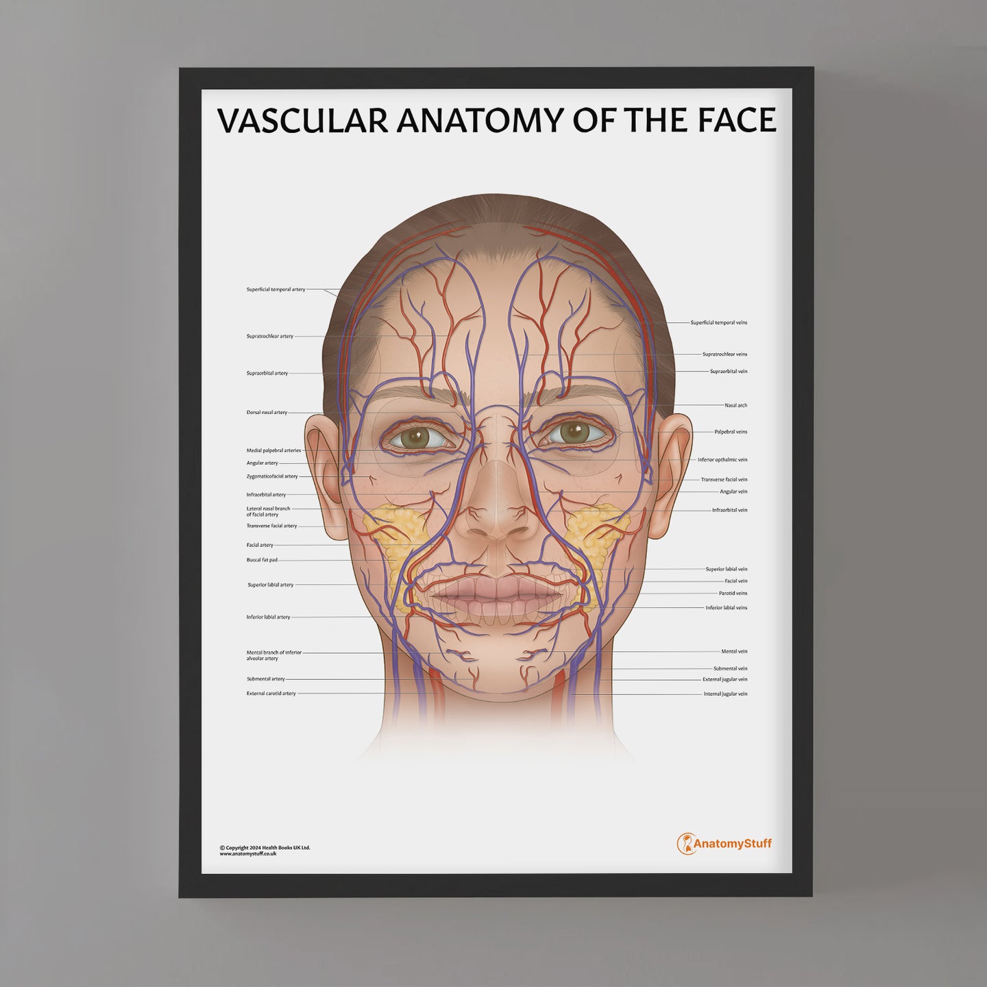 Facial Vascular System Poster | Anatomy of the Face Chart – AnatomyStuff